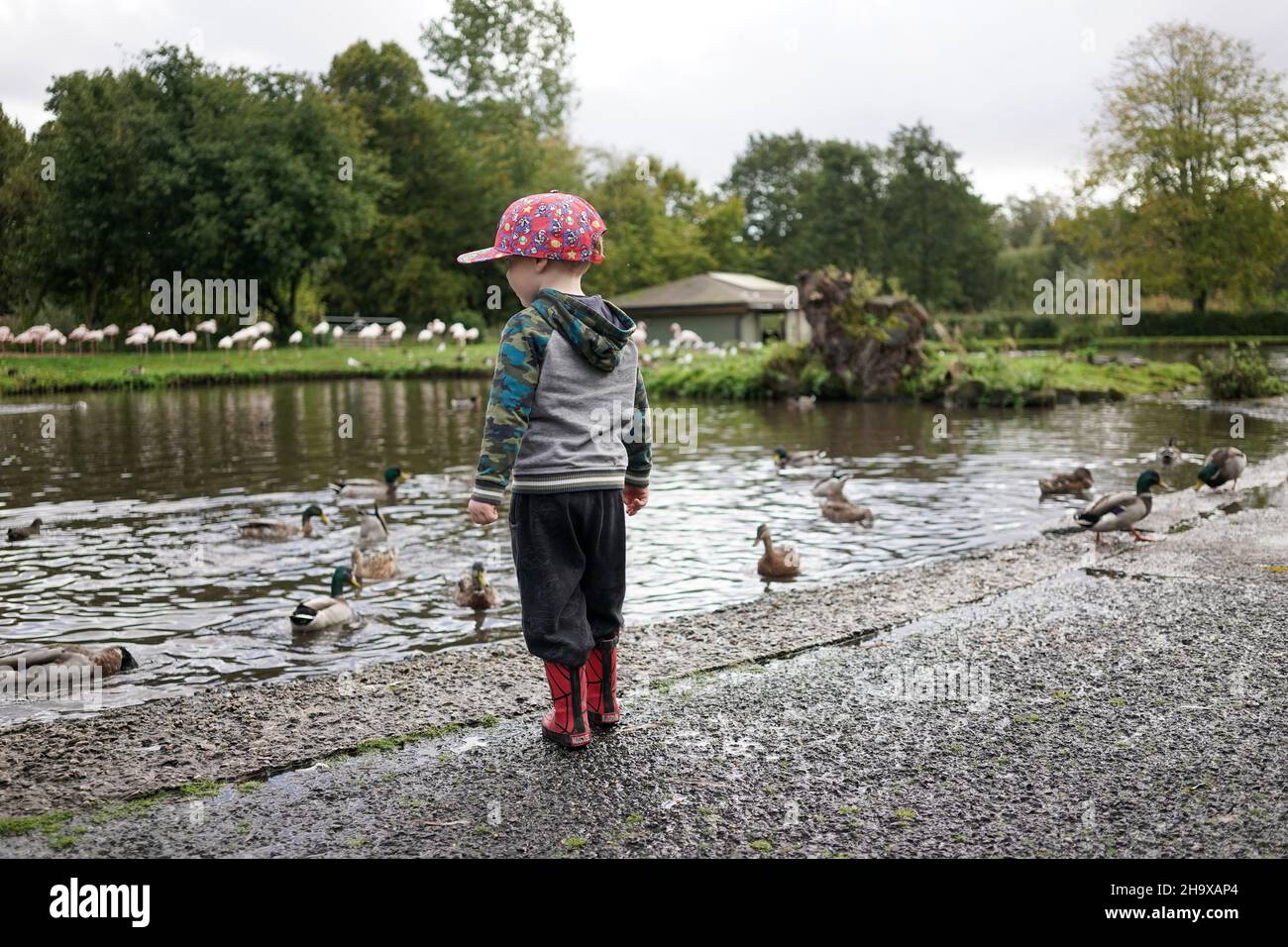 Boy watching ducks hi-res stock photography and images - Alamy