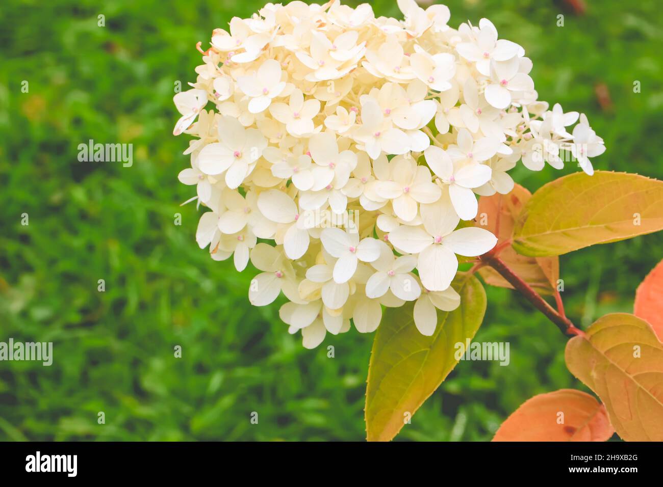 Blooming white hydrangea hi-res stock photography and images - Alamy