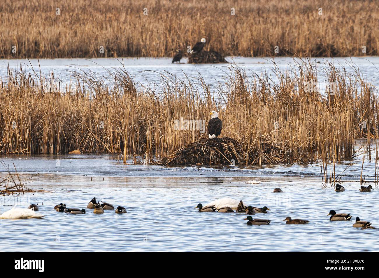 Beautiful shot of eagles standing by the river to hunt from the ...