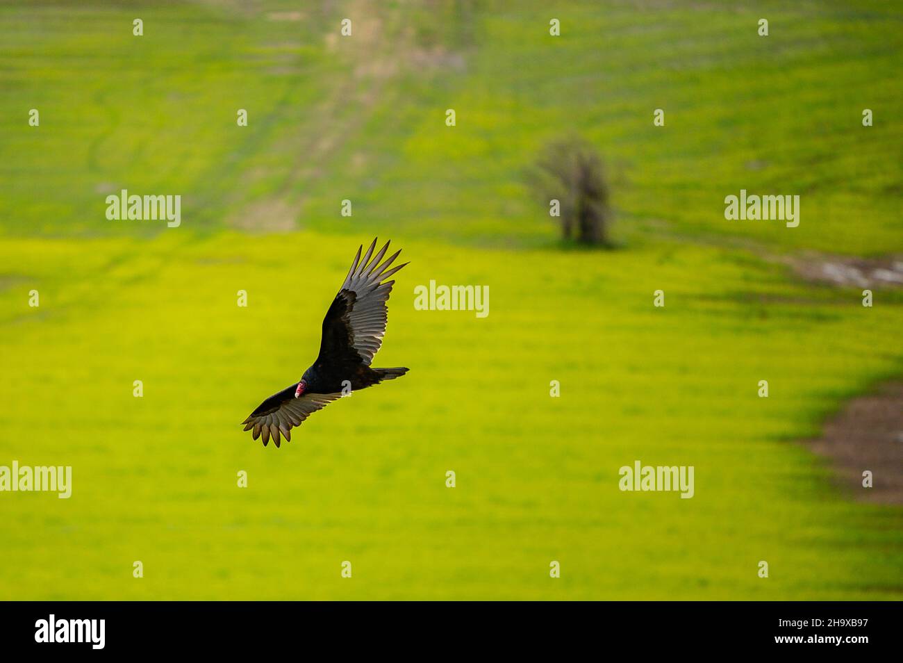Flying over big green field hi-res stock photography and images - Alamy