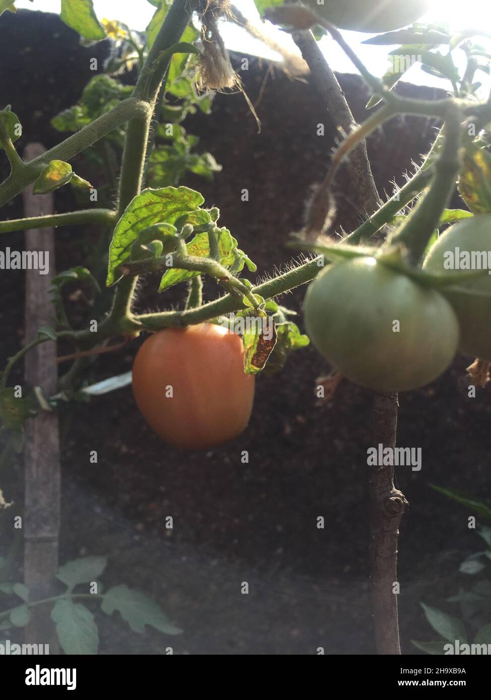 Closeup shot of sunlight falling on the fruits of the tomato plant ...