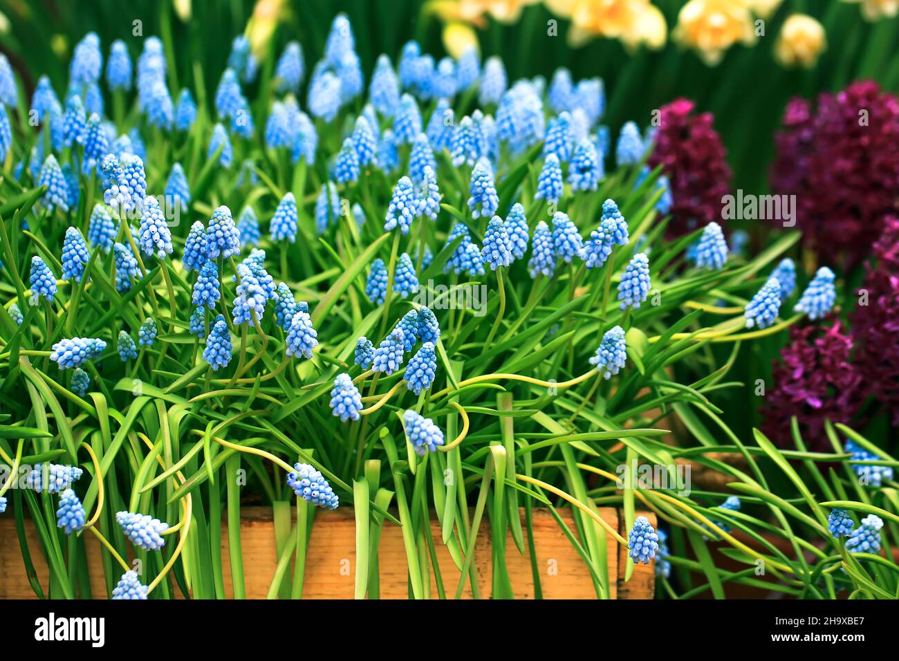spring flowers in boxes Stock Photo - Alamy