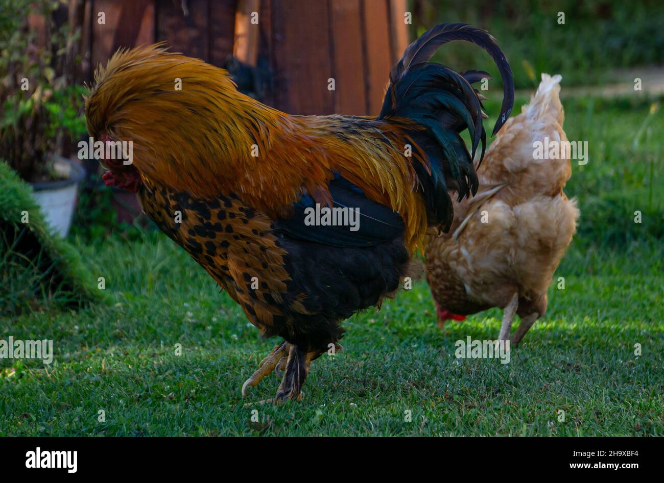 Big fluffy rooster and a hen on a farm Stock Photo - Alamy