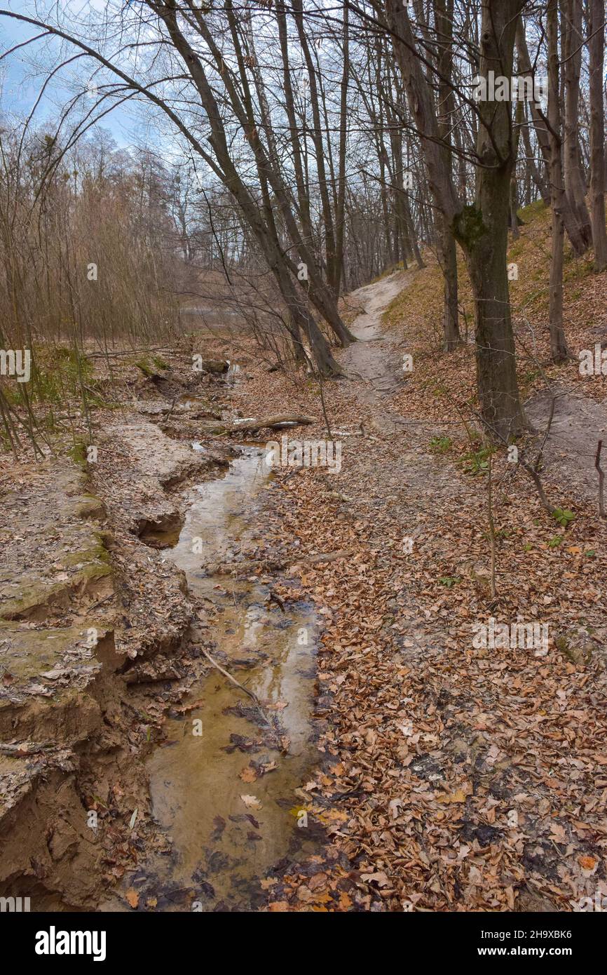 A deep ravine in an autumn forest with trees without leaves on the ...
