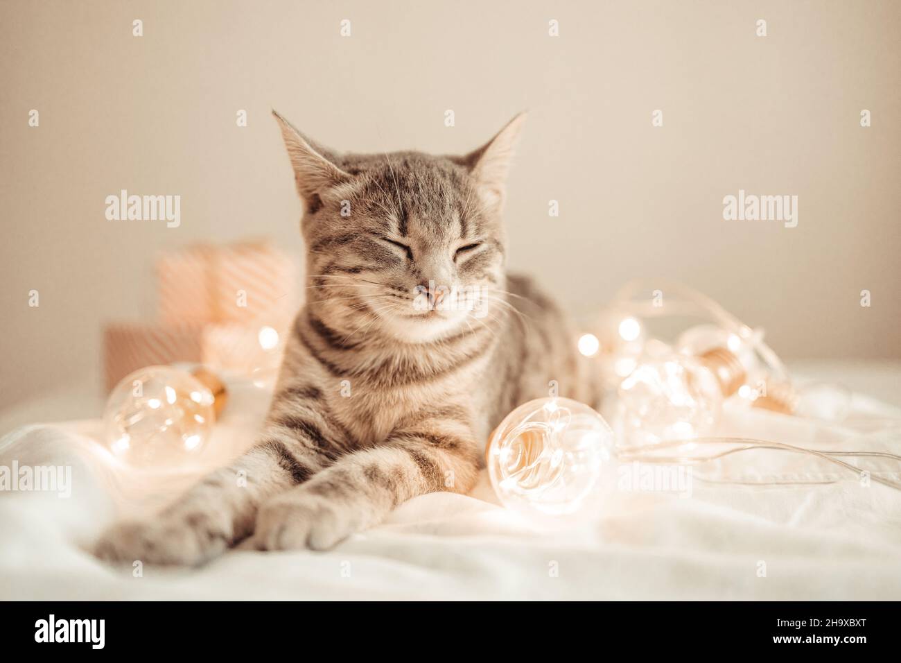 Happy grey cat ying and enjoys in comfortable bed on a blanket. Cozy ...