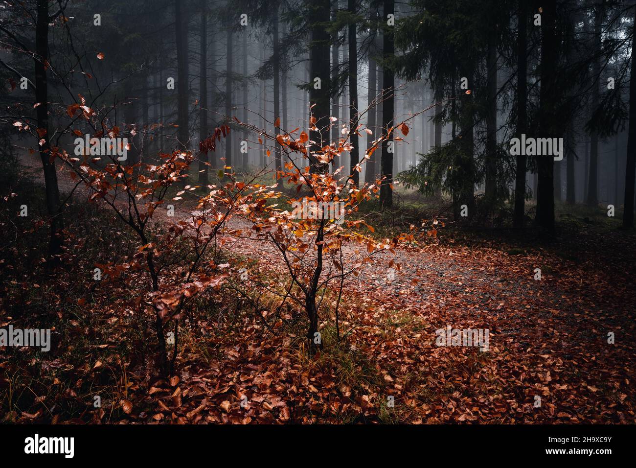 Landscape view of the trees and shrubs in the autumn evening. Bavarian ...