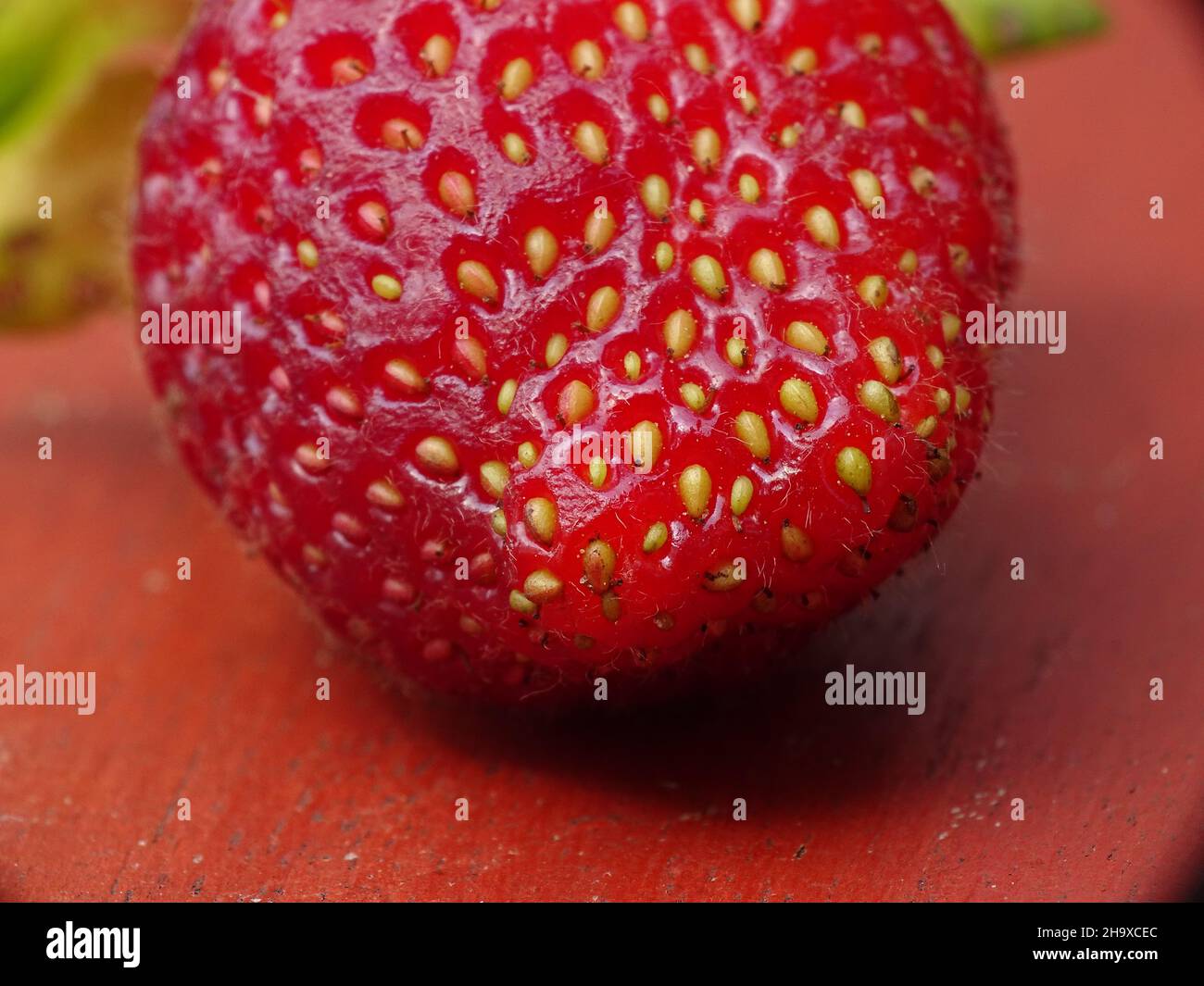 Macro of a strawberry from the vegetable garden, with a red background ...