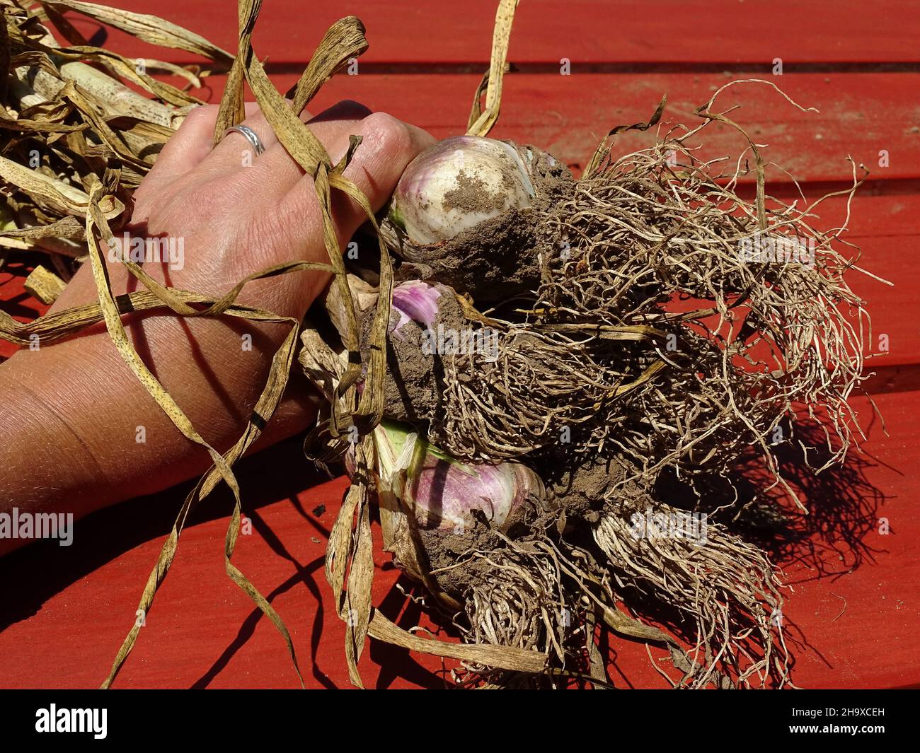 a bundle of fresh garlic from the vegetable garden in a hand, with a ...