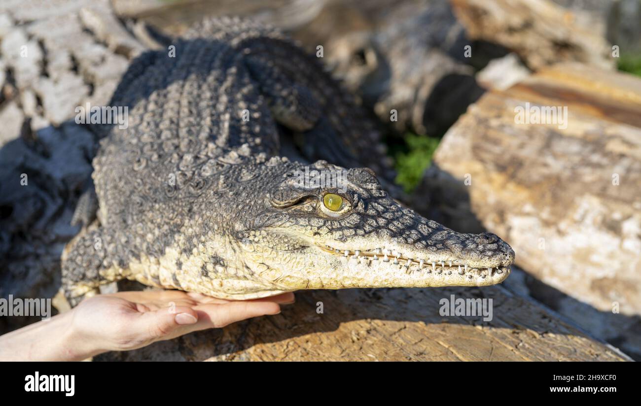 Touching the crocodile hi-res stock photography and images - Alamy