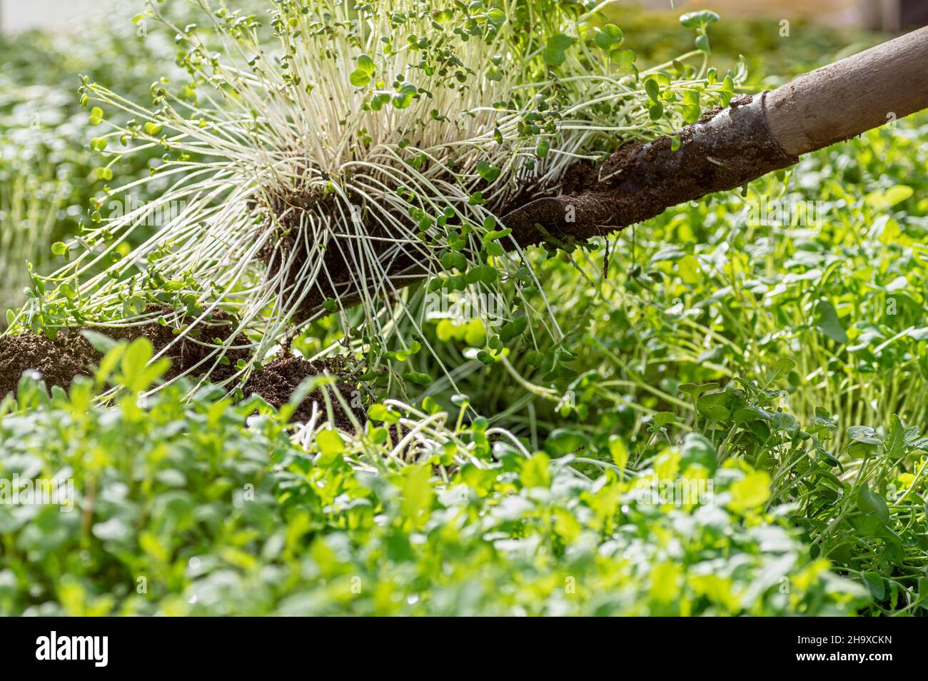 Improving soil structure with green manure. Mustard crops. The concept ...