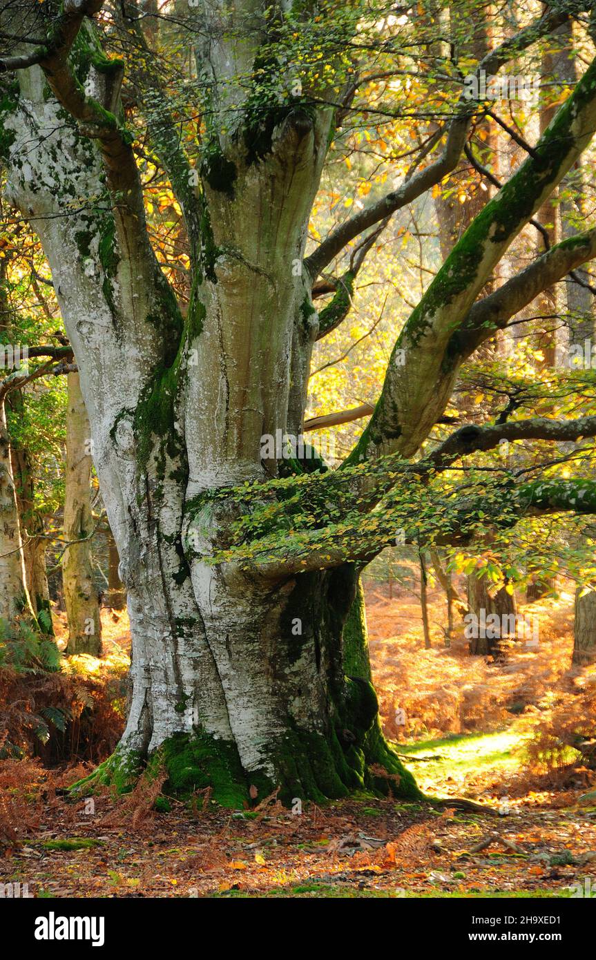 Beech Tree Wood
