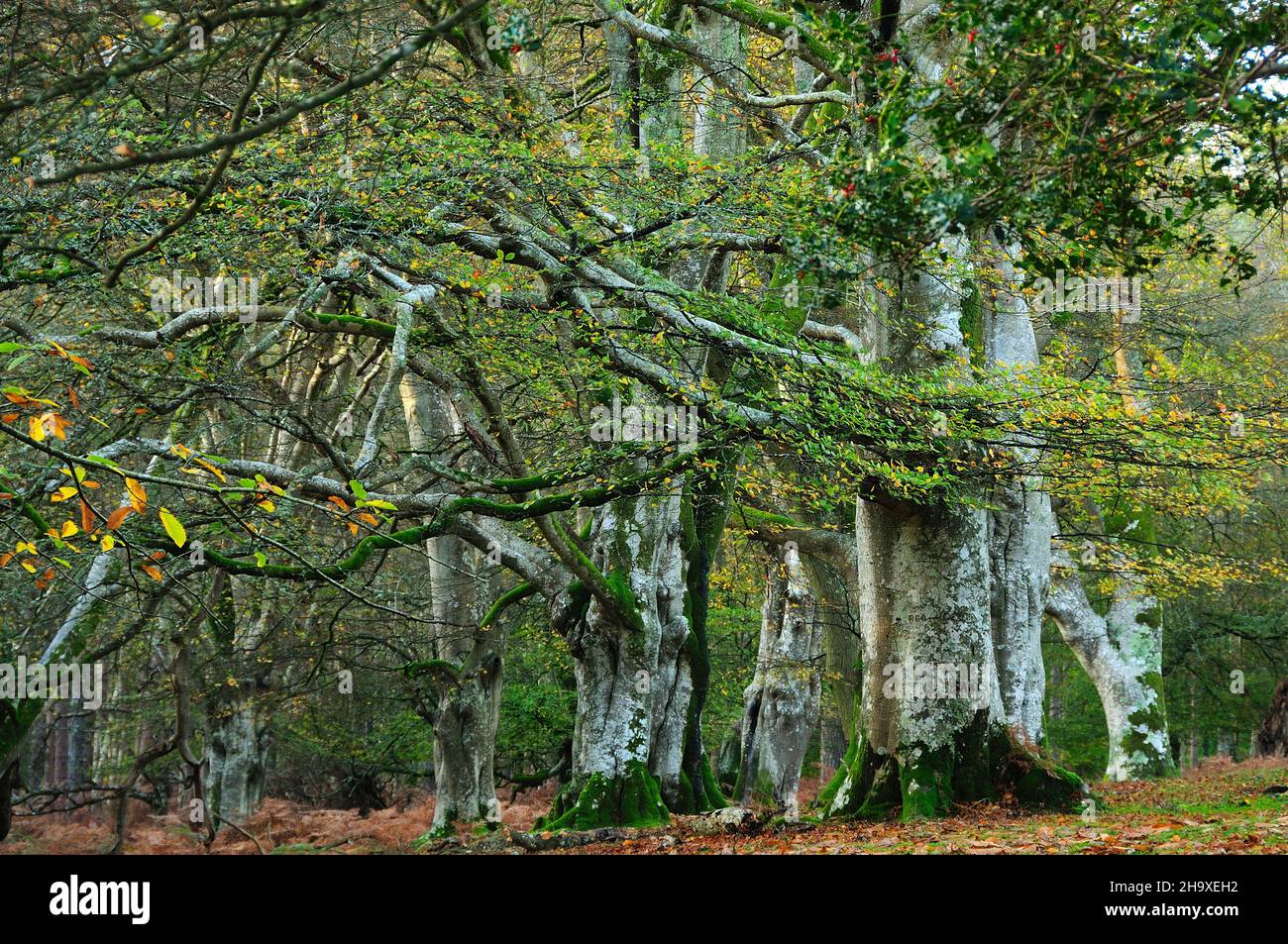 Mark ash wood new forest hi-res stock photography and images - Alamy