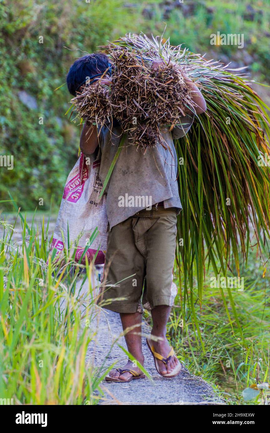 CAMBULO, PHILIPPINES - JANUARY 21, 2018: Local man carrying rice plants ...