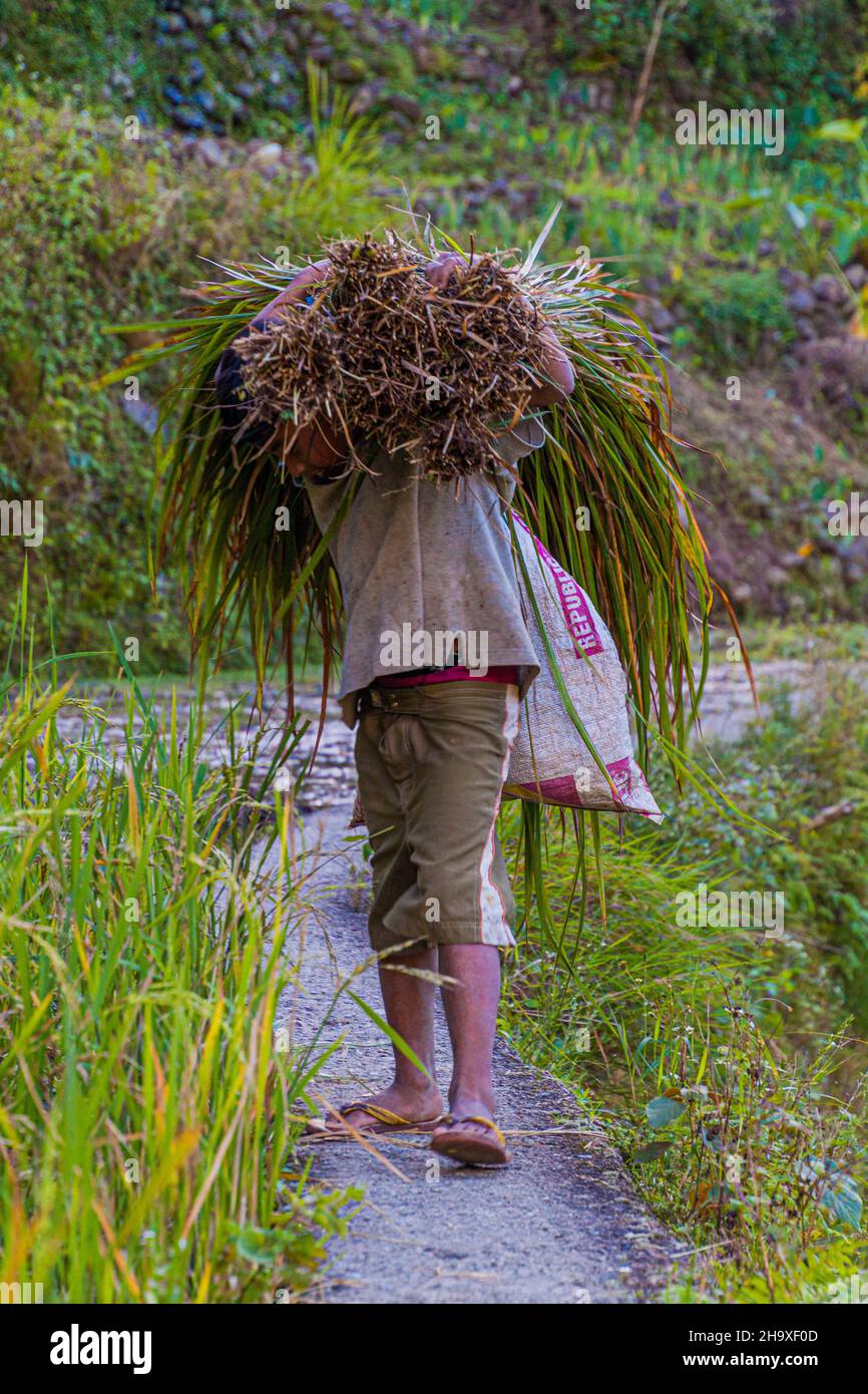 CAMBULO, PHILIPPINES - JANUARY 21, 2018: Local man carrying rice plants ...