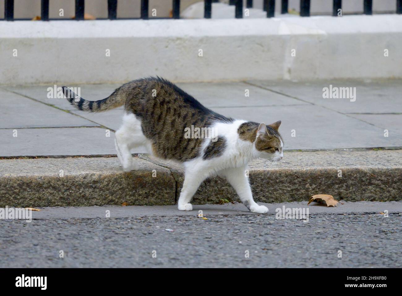 Larry the Cat - Chief Mouser to the Cabinet Office since 2011 - in ...
