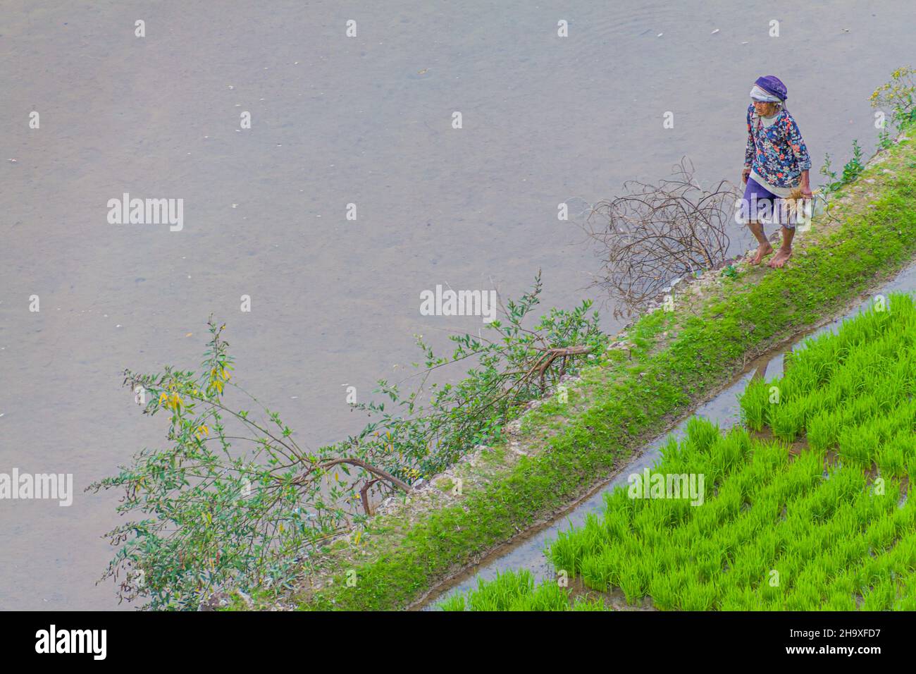 BATAD, PHILIPPINES - JANUARY 22, 2018: Local woman walks at the rice ...