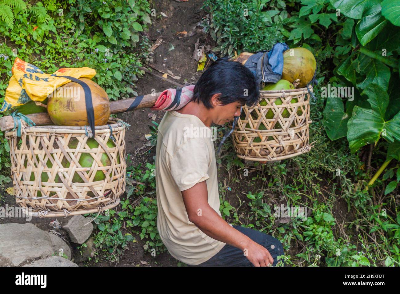 BATAD, PHILIPPINES - JANUARY 22, 2018: Local porter walks at the rice ...