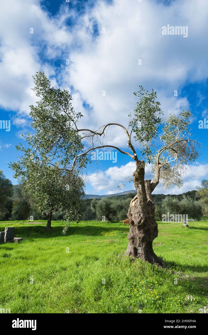 olive, the symbol of peace, from the Greek soil of the Peloponnese ...