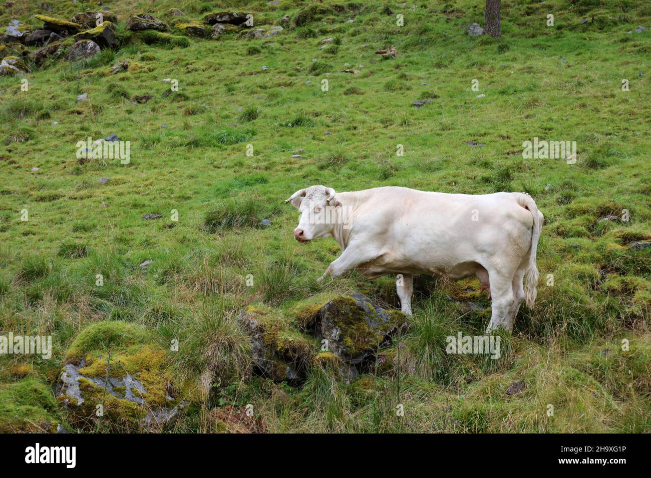 Norwegen - Rinder / Norway - Cattles Stock Photo - Alamy