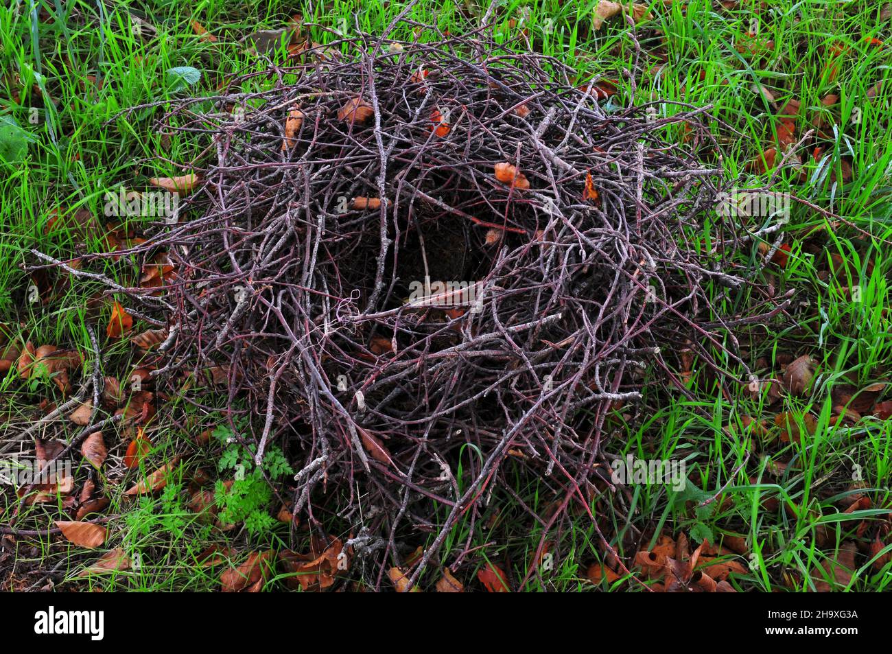 Carrion crows nest hi-res stock photography and images - Alamy