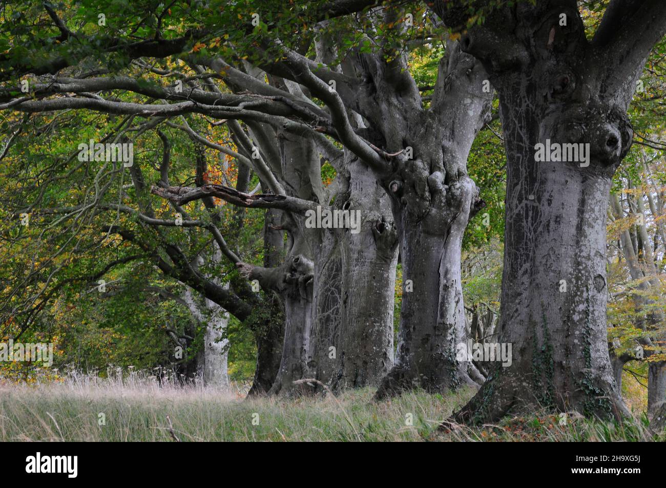 Mature beech trees in autumn Stock Photo - Alamy