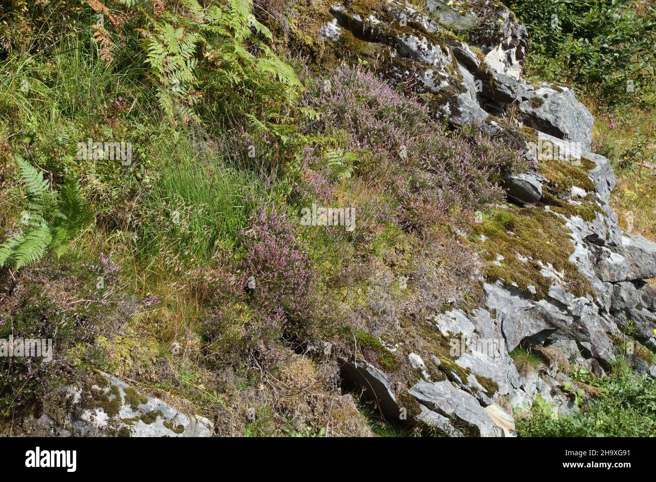 Heidekraut / Erica / Erica Stock Photo - Alamy