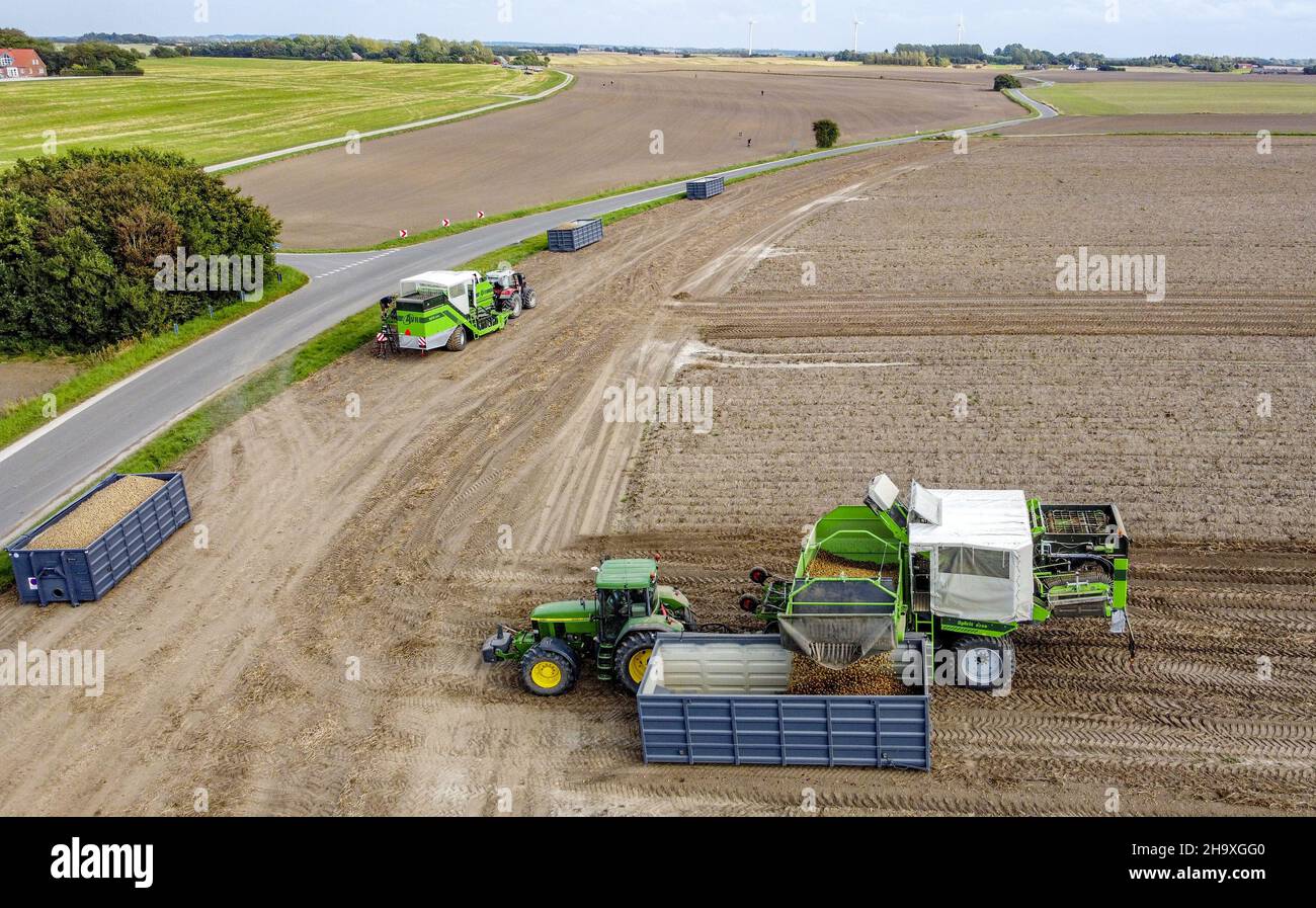Farmer harvesting potatoes with detectorists in the background Stock ...