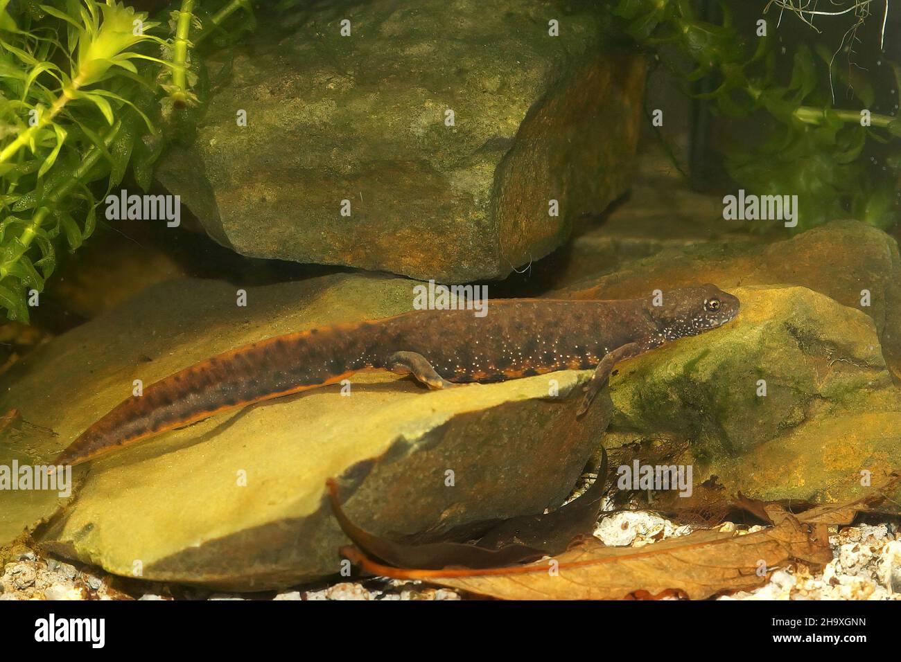 Full body closeup on a female aquatic Danube crested newt, Triturus ...