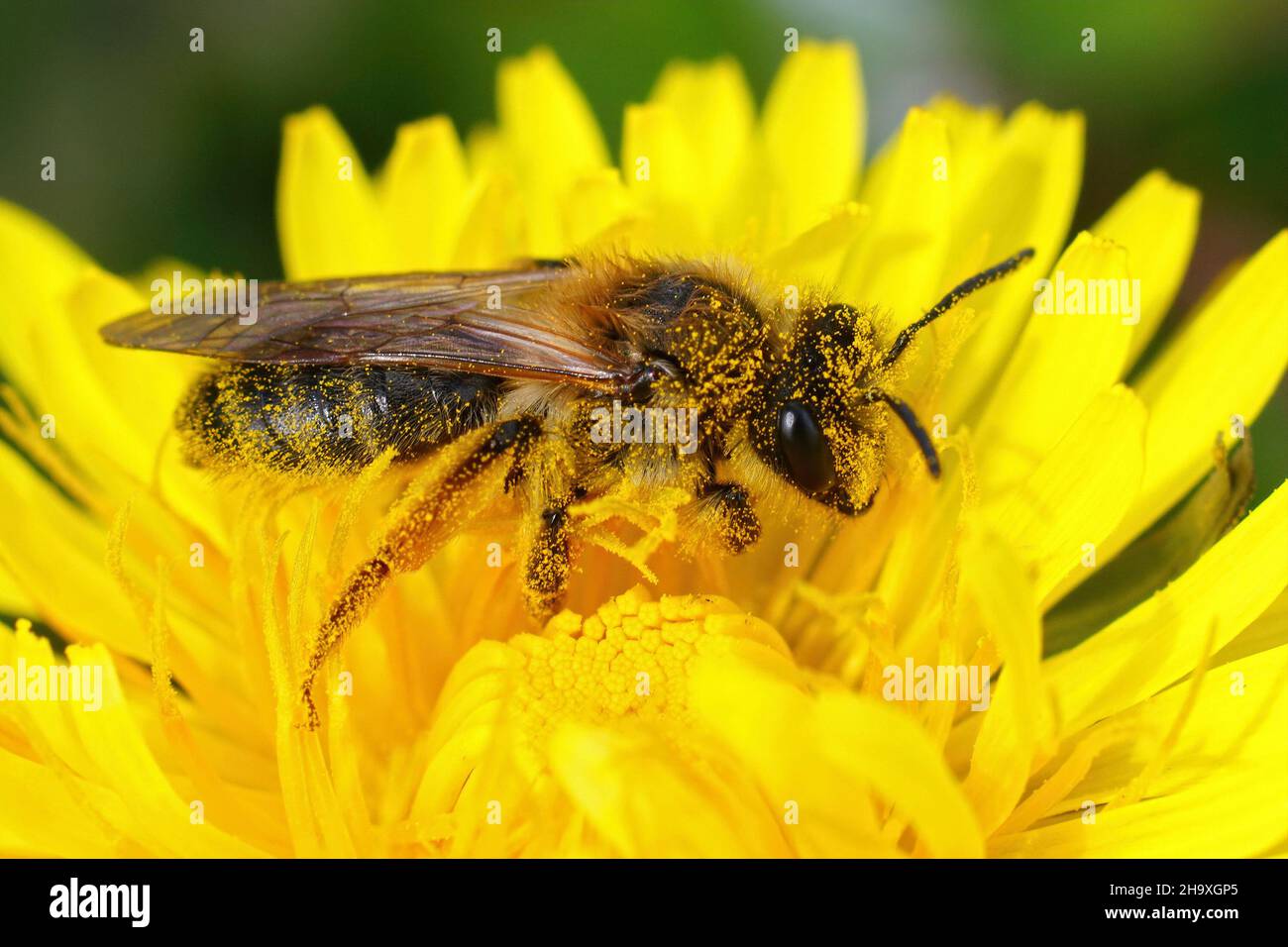 Closeup of the female of the Yellow-legged Mining Bee, Andrena flavipes ...