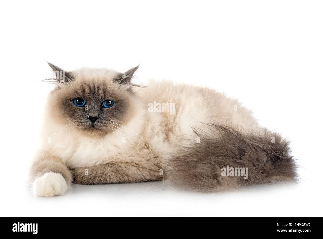 birman cat in front of white background Stock Photo - Alamy
