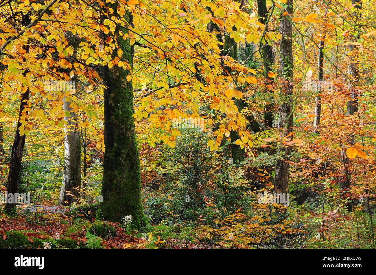 Broad-leaved woodland in Puddletown Forest near Dorchester, Dorset, UK ...