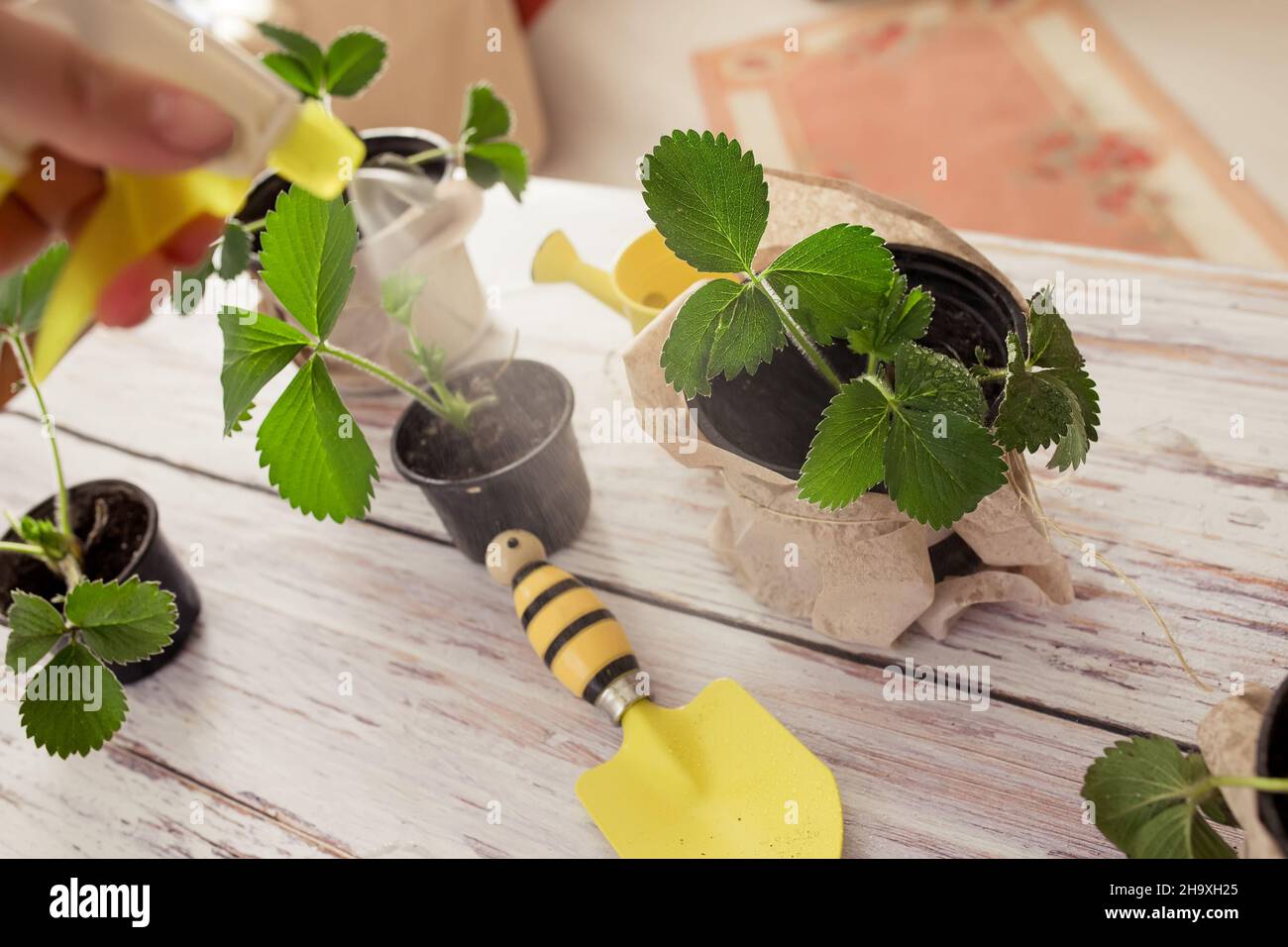 Spraying green young leaves of strawberry sprouts from a spray gun ...