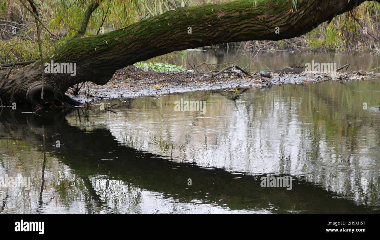 Winter scene showing mossy tree branch over pond reflected below Stock ...