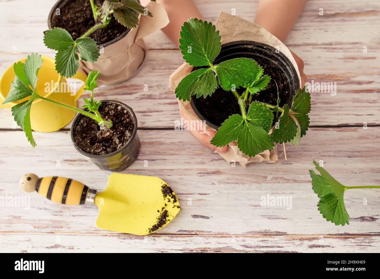 Young plant of strawberry in spring. Cultivation of fruits and berries ...