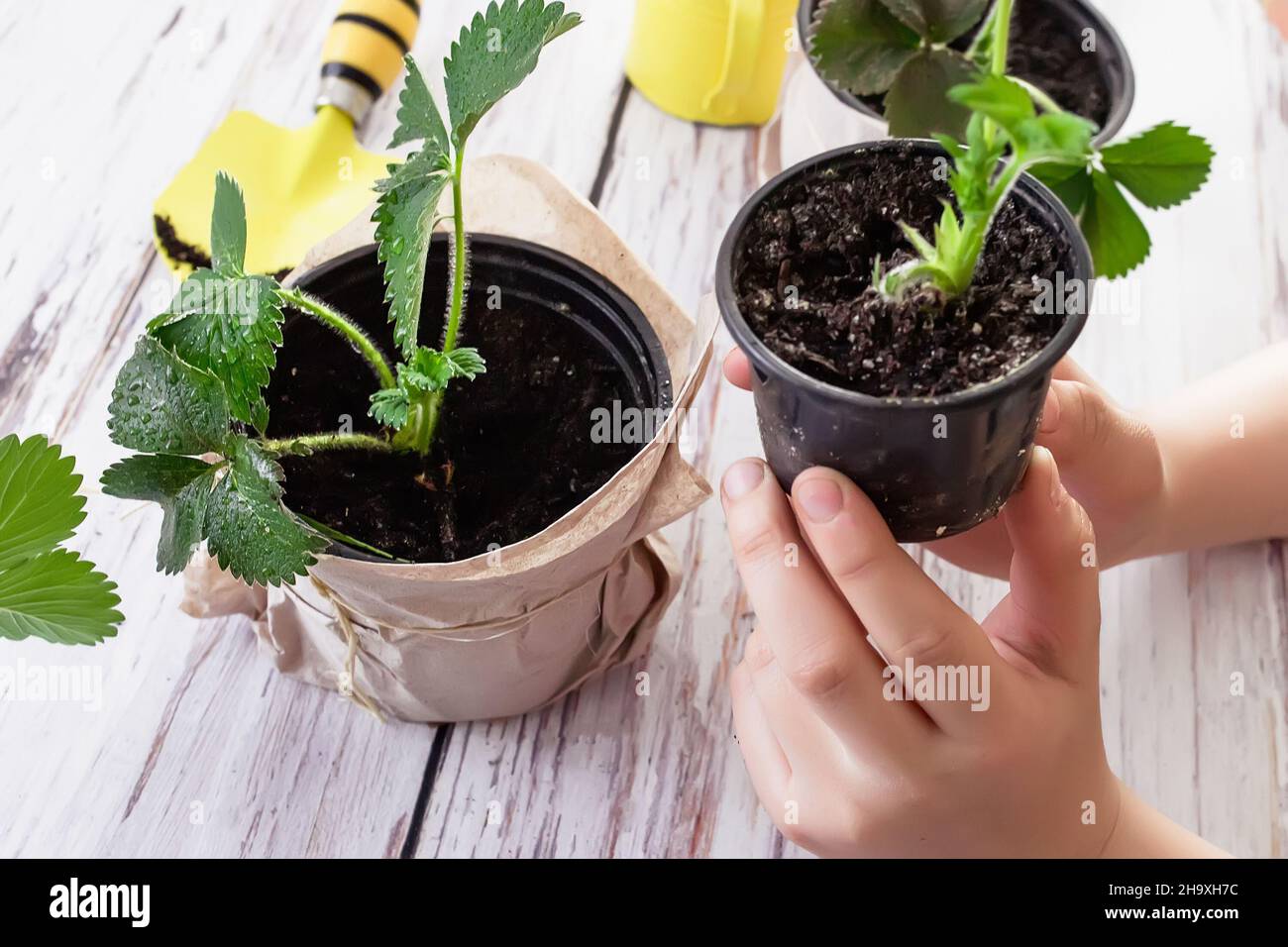 Young plant of strawberry in spring. Cultivation of fruits and berries ...