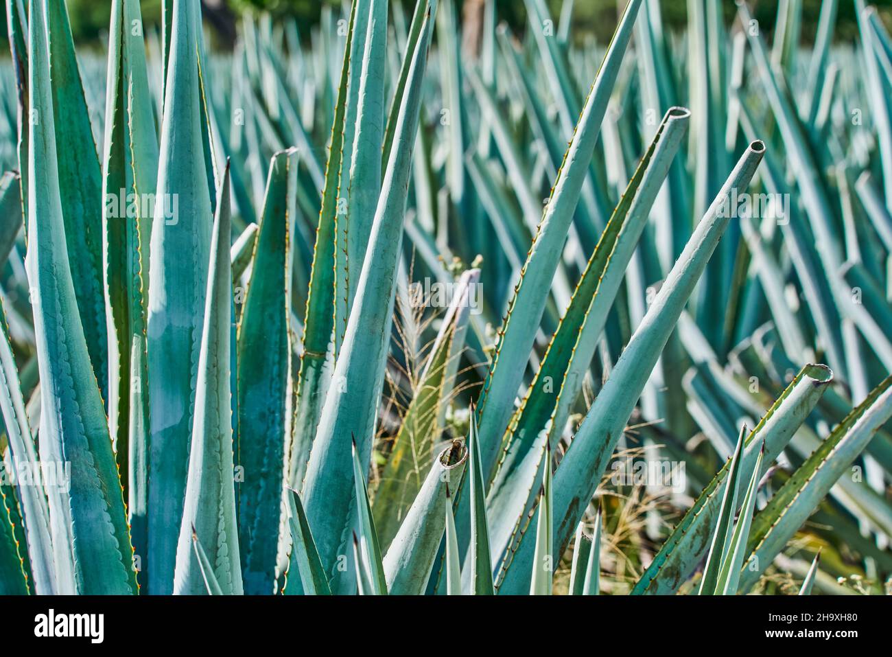Blue agave plantation in the field to make tequila tequila industry ...