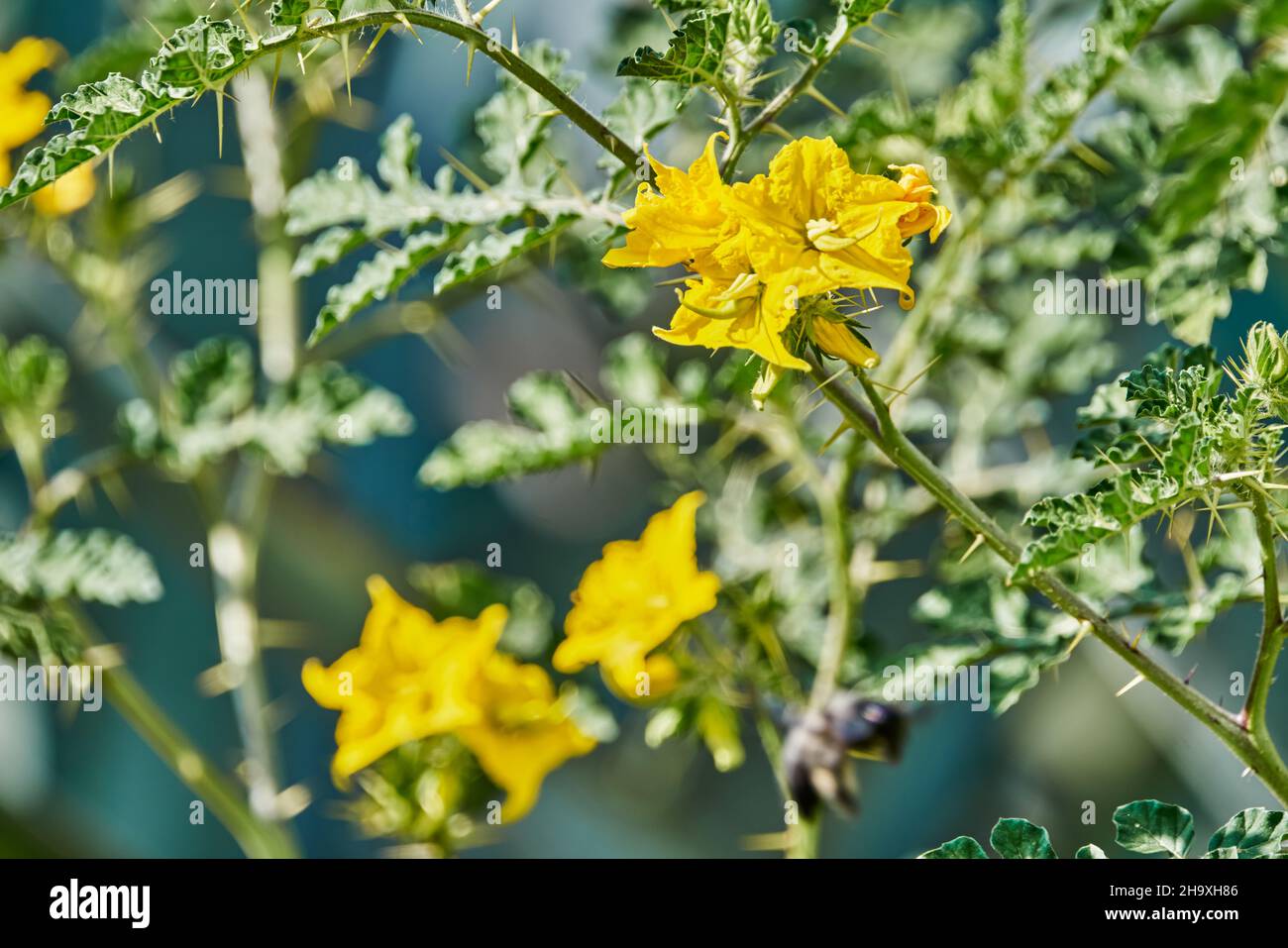 Yellow flower inside a blue agave plantation with pollinating Stock ...