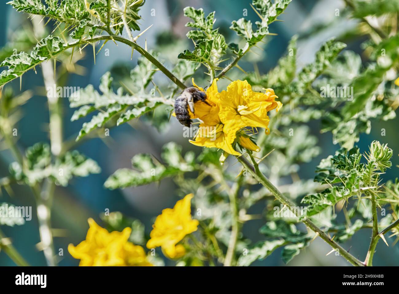 Yellow flower inside a blue agave plantation with pollinating Stock ...