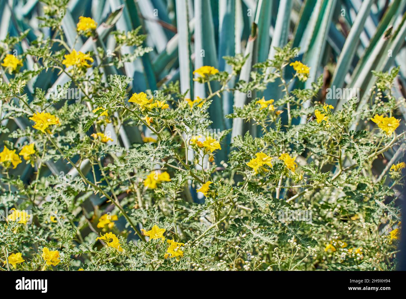 Yellow flower inside a blue agave plantation with pollinating Stock ...