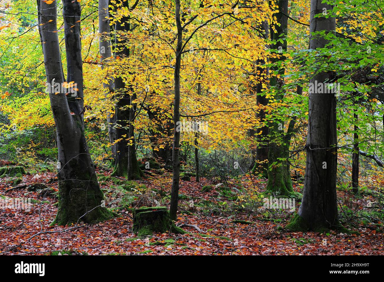 Broad-leaved woodland in Puddletown Forest near Dorchester, Dorset, UK ...