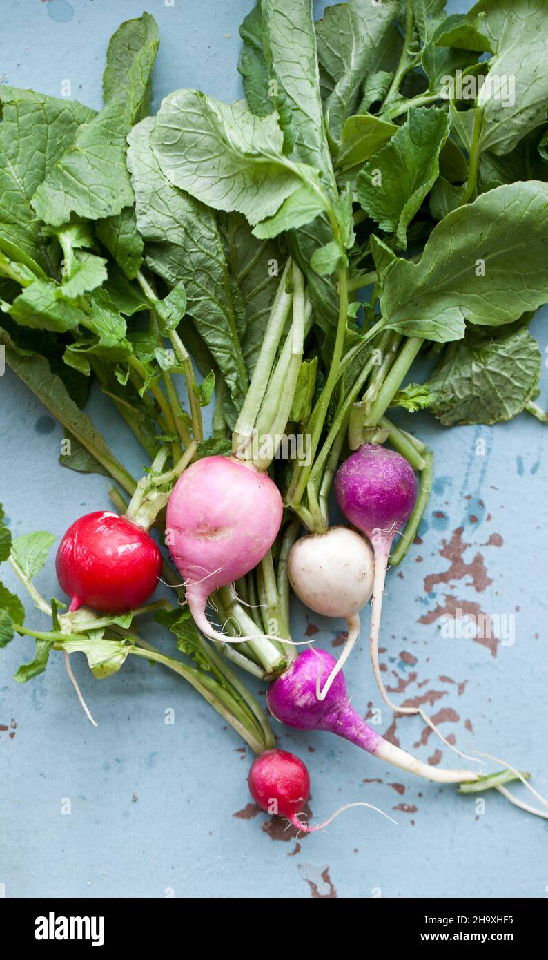 Variety of radish called Easter Radishes on a blue distressed tray ...