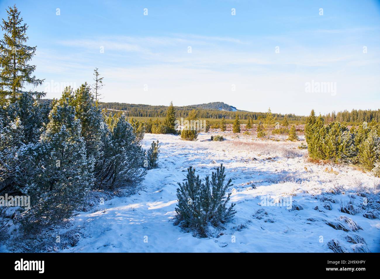 winter in sumava region Stock Photo - Alamy