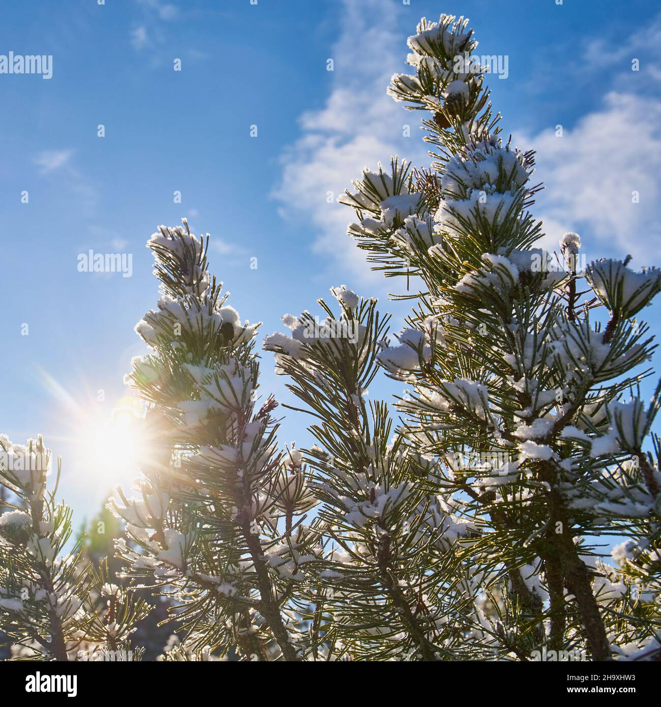 Sumava region in czech hi-res stock photography and images - Alamy
