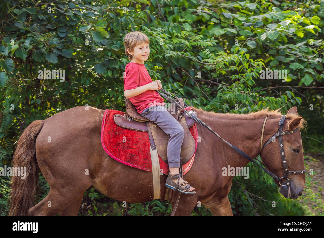 Boy rides a horse in the forest Stock Photo - Alamy