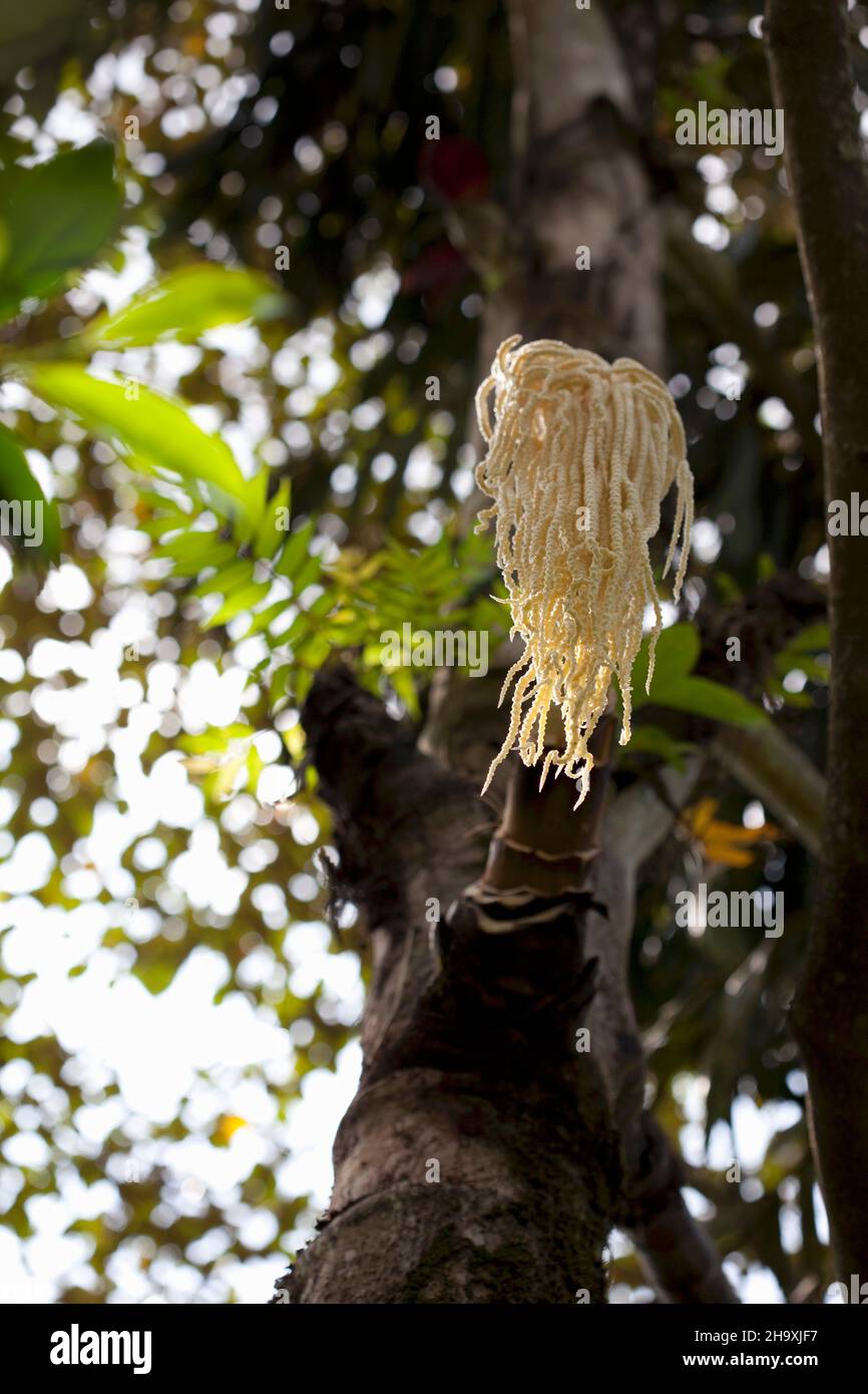 A kitul palm with a flower in Sri Lanka Stock Photo - Alamy