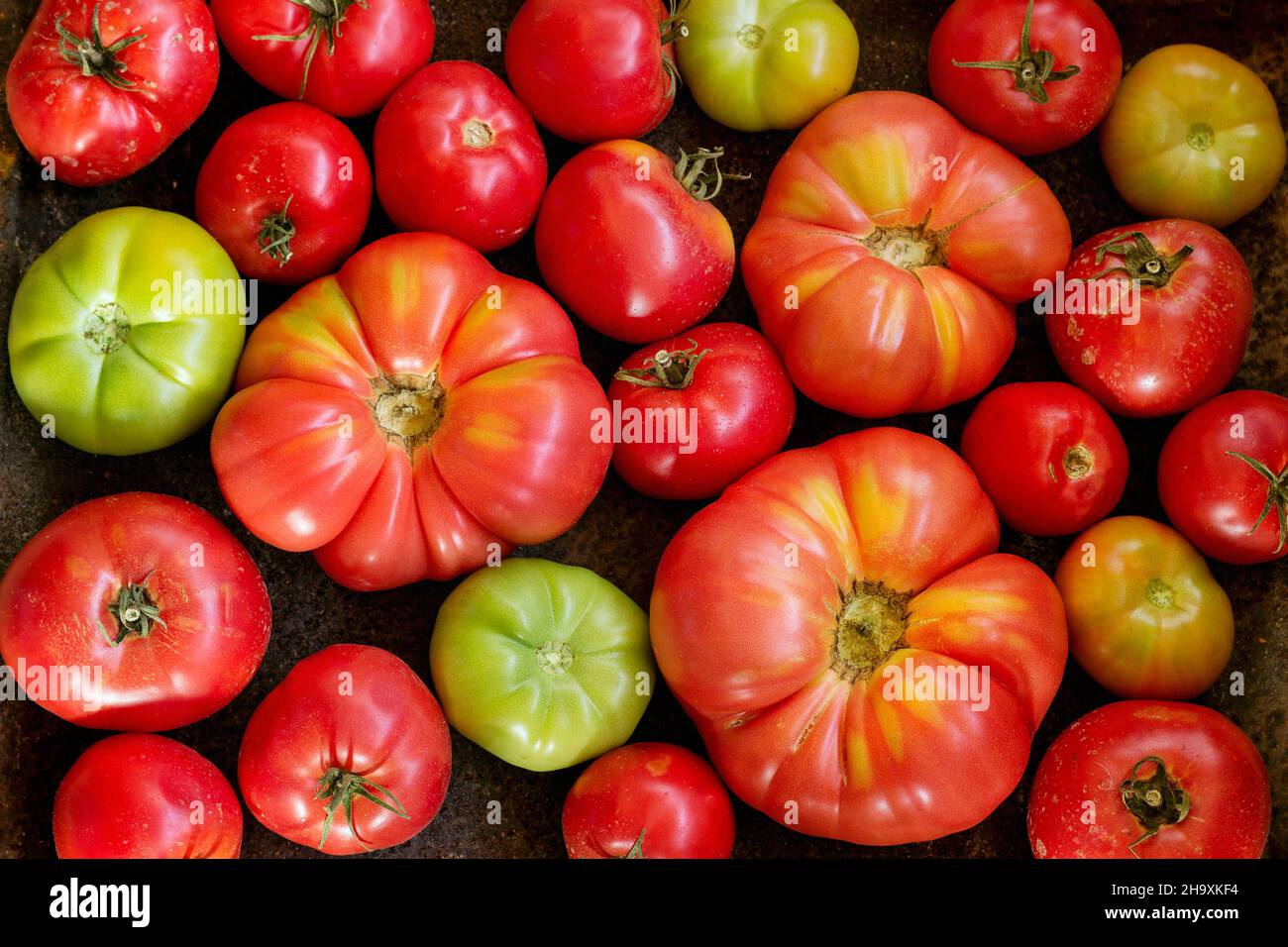 Various types of tomatoes (overhead view Stock Photo - Alamy