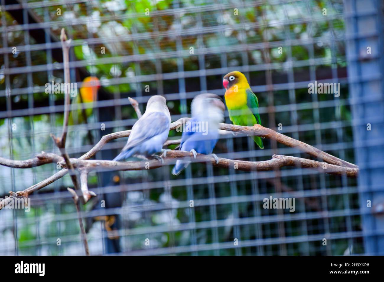 cute colorful bird in a cage Stock Photo - Alamy