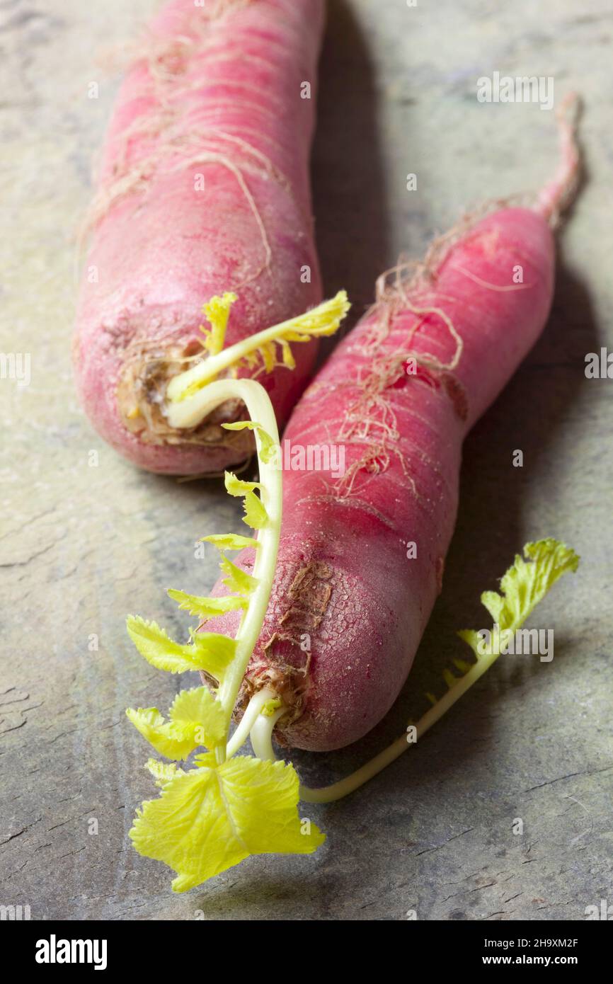 Two red radishes Stock Photo - Alamy