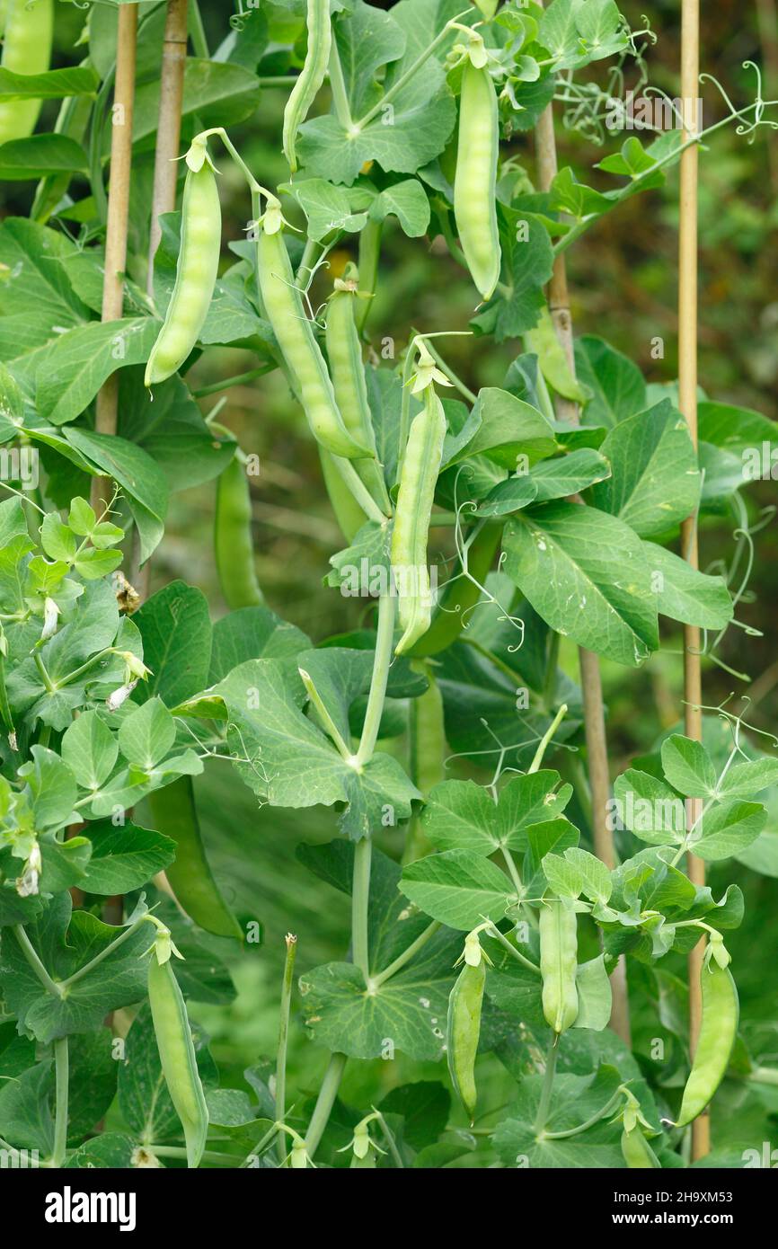 Pea pods on a plant Stock Photo - Alamy