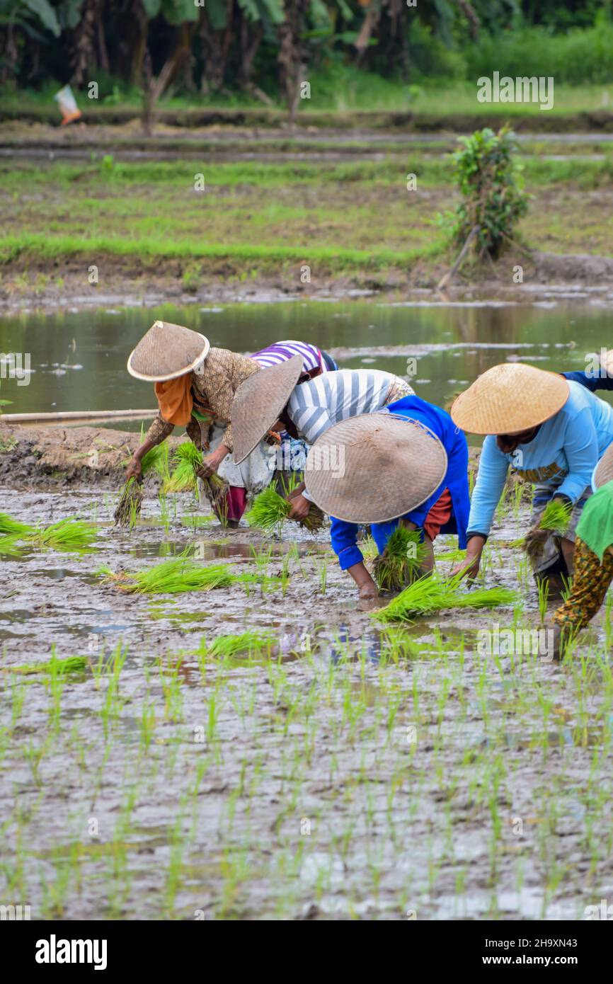 The Farmer planting on the organic paddy rice farmland in jogja ...
